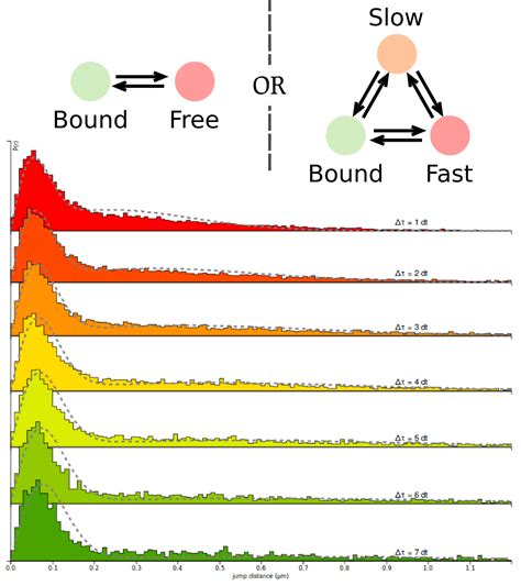 Spot On Kinetic Modeling Of Spt Data