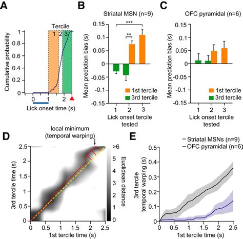 Differential Encoding Of Time By Prefrontal And Striatal Network Dynamics Journal Of Neuroscience
