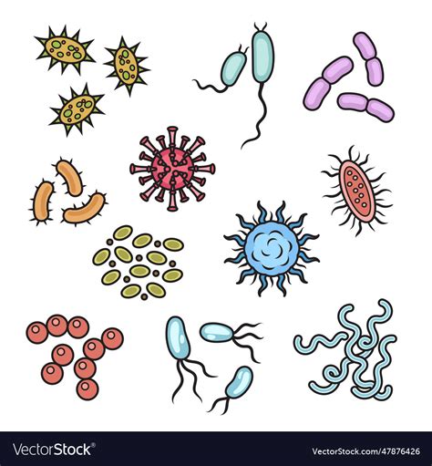 Bacteria Microorganisms Diagram Medical Science Vector Image