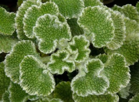 Marrubium Supinum Características Taxonomía Hábitat Y Claves De