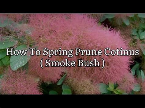 Smoking Bush Tree Care Cotinus Planting Pruning And Varieties