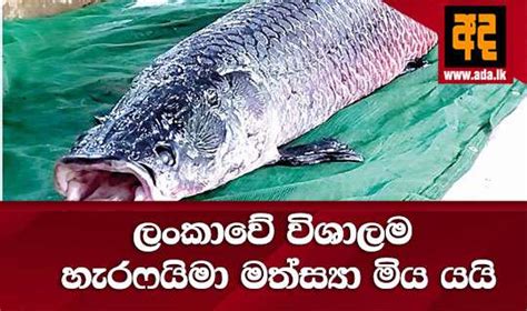 ලංකාවේ විශාලම හැරෆයිමා මත්ස්‍යා මිය යයි Ada Online