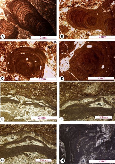 Photomicrographs Of Some Coralline Red Algae That Recognized In Download Scientific Diagram