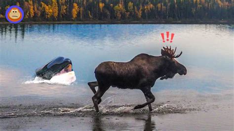 Orcas Hunting Moose