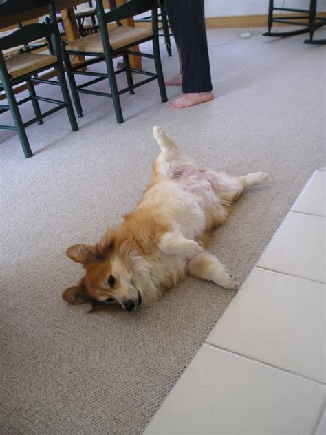 Dog Object Detection Dataset By Linh