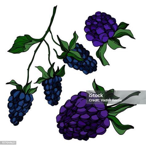 벡터 블랙 베리 건강 식품 흑백 잉크 아트가 새겨져 있습니다 절연 베리 일러스트 요소입니다 개념에 대한 스톡 벡터 아트 및 기타 이미지 Istock
