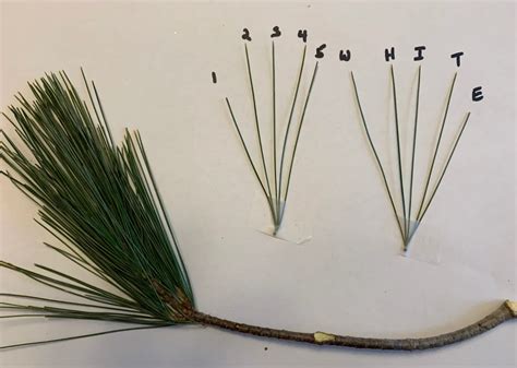 Make Pine Needle Soda A Natural “sprite”