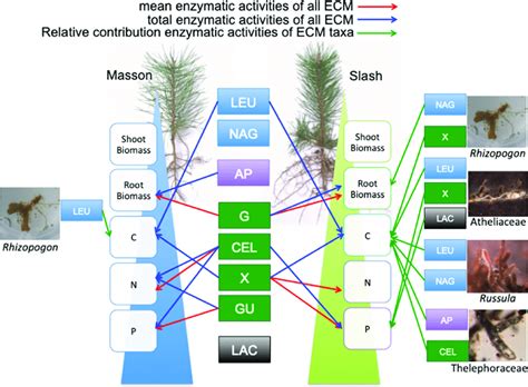 Positive Correlations Between Seedling Growth And Ectomycorrhizal Download Scientific Diagram