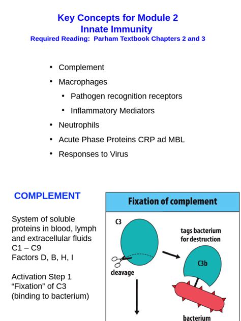 Module 2 Innate Immunity Pdf Complement System Toll Like Receptor