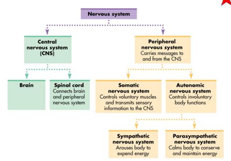Anatomy 1 Ch 16 Lecture Notes Flashcards Quizlet