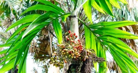 槟榔叶片变黄是什么起因造成的 北京胜达博睿科技有限公司