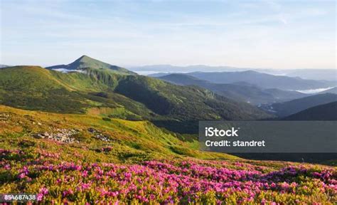 산에서 아름 다운 위치에 진달래 피어 아름 다운 일몰입니다 화창한 여름 날에 산에만 하 병 개화 초 카 르 파 티아 우크라이나입니다 계곡에 대한 스톡 사진 및 기타 이미지