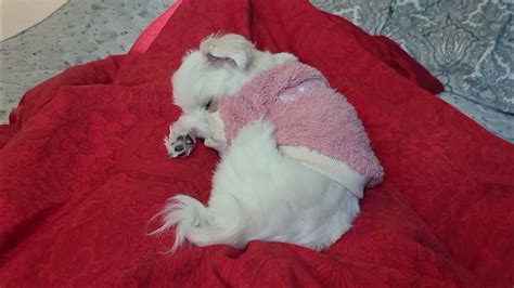 내자리야its My Seat Youtube