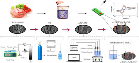 The Scheme Illustration Of Preparation Processes Of Aptasensor