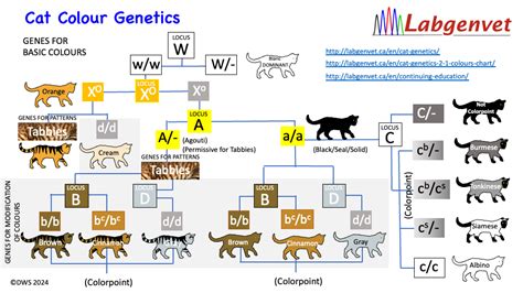 Cat Breed Colors Chart