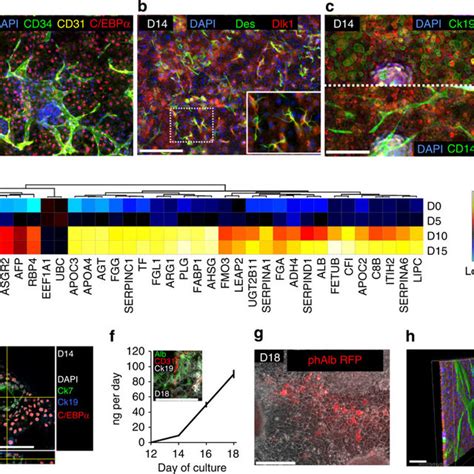 Development Of Fetal Liver Parenchymal And Non Parenchymal Cells A