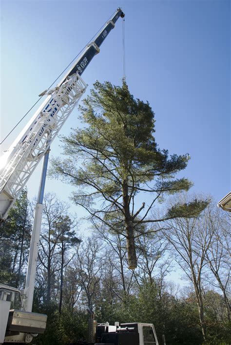 Removals Hamilton Tree And Landscape