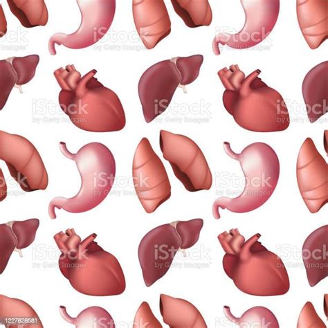 내부 인간의 장기의 원활한 패턴 흰색 배경에 고립 된 간 폐 심장 및 위장의 벡터 그림 섬유 또는 포장지에 인쇄에 적합 3차원 형태에 대한 스톡 벡터 아트 및 기타 이미지