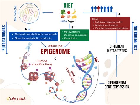 Dna Diet — How Nutrigenomics Can Improve Your Health Dconnect