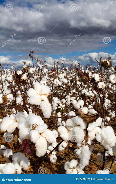 Cotton Field Stock Photography | CartoonDealer.com #79765484