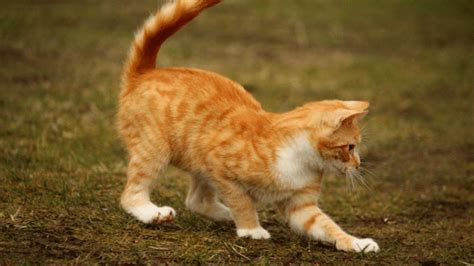 Is Catnip Really Safe Karla S Pet Care In Elk Grove CA