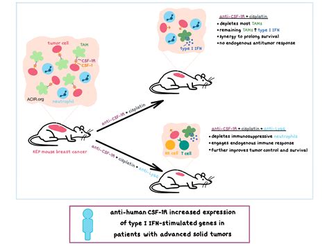 Targeting Macrophages And Neutrophils Enhances Response To Chemotherapy