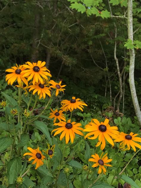 태국어자음39 ษ 써르씨