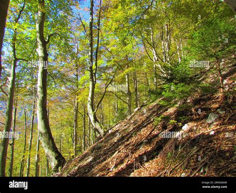 European Beech Temperate Deciduous Broadleaf Forest In Yellow Fall Foliage Next To The Path