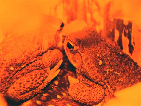 Rhinella Marina Giant Marine Toad In The Green Planet