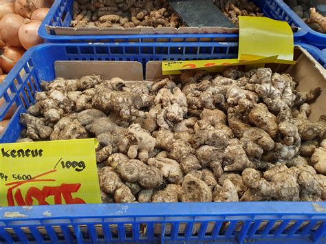 Kencur Ginger Information And Facts