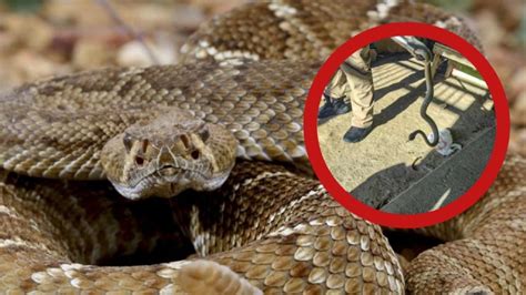 Víbora De Cascabel Se Meta A Casa Y Aterroriza A Familia En Tamaulipas