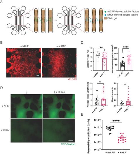 Paracrine Co Culture Of Ecs And Adcafs Yields Perfusable But Highly Download Scientific Diagram