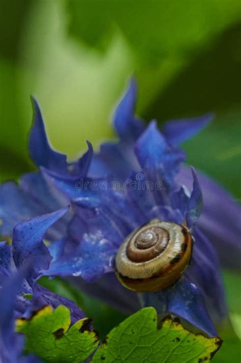 Shell Of A Small Snail On A Bunch Of Blue Flowers Stock Image Image