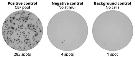 Background Spots In Negative Controls Of Elispot And Fluorospot Mabtech