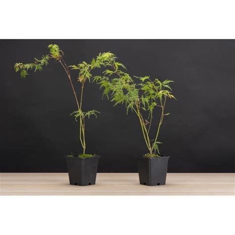 Seedling Acer Palmatum Seiryu