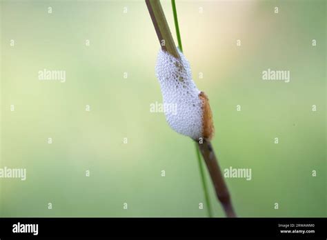 Cuckoo Spit A White Frothy Liquid Secreted By Nymphs Of A Sap Sucking Bugs Froghopper S They