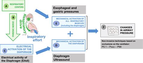 Simplified Anatomical Pathway Leading To The Generation Of Inspiratory Download Scientific