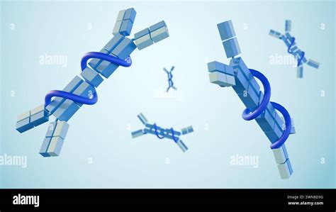 3d Rendering Of Immunoglobulin A Or Iga With Secretory Element As Known As Secretory Iga Stock