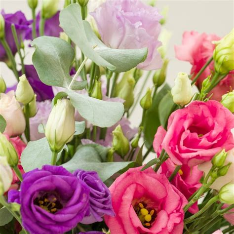 La Flor Del Lisianthus Colores Y Significados Interflora