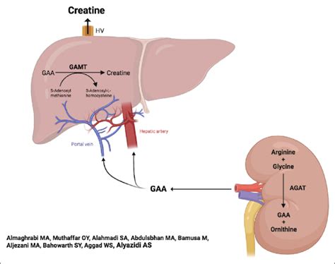 Creatinine Amino Acids At Wilford Shaw Blog