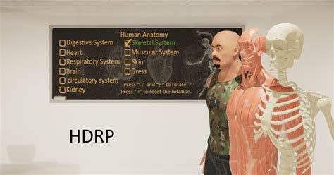 Human Anatomy Hdrp 3d Characters Unity Asset Store