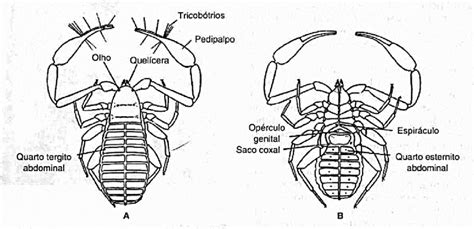 Pseudoescorpiao Pseudoscorpiones By Shyamal Cc0 10 Phylopic