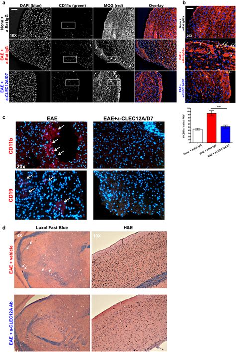 Antibody Blockade Of Clec12a Delays Eae Onset And Attenuates Disease