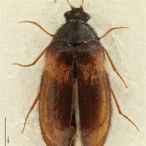 Trogoderma Variabile Last Instar Larva Body Length 5 0 Mm From Rome Download Scientific