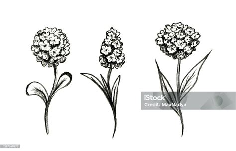 숯 연필로 손으로 그린 흑백 드로잉 정원 꽃 플록스 세트 인쇄 엽서 라벨 장식 봄 여름 디자인용 귀여운에 대한 스톡 벡터 아트 및 기타 이미지 Istock