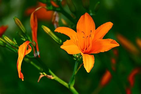 Brunello Lily Lilium Asiaticum · Gratis Foto Op Pixabay
