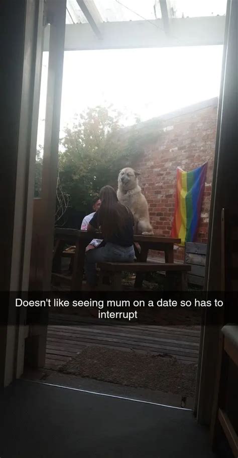 Asserting Himself As The Alpha Male Scrolller