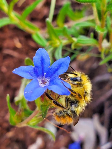 Hi Im New Here Just Bought My First Camera Im Excited To Get Into Macro I Took This With My