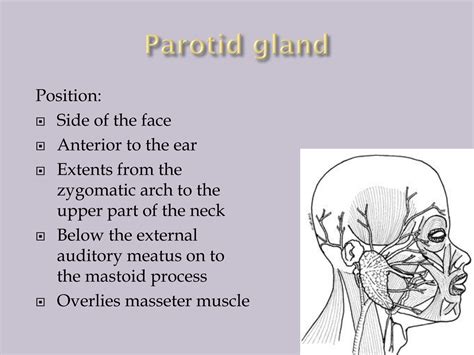 Solution 15 Parotid Region Temporal Fossa Infratemporal Fossa