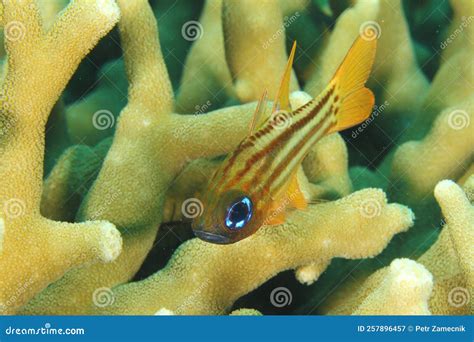 Fish Split Banded Cardinalfish Stock Image Image Of Brown Life